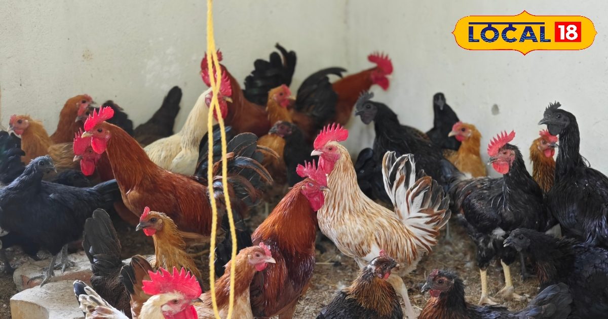 Double profit at zero cost! Now raise chickens without poultry farm, no ...