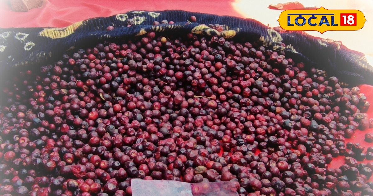 phalsa fruit, This fruit is full of coolness and is the father of all ...