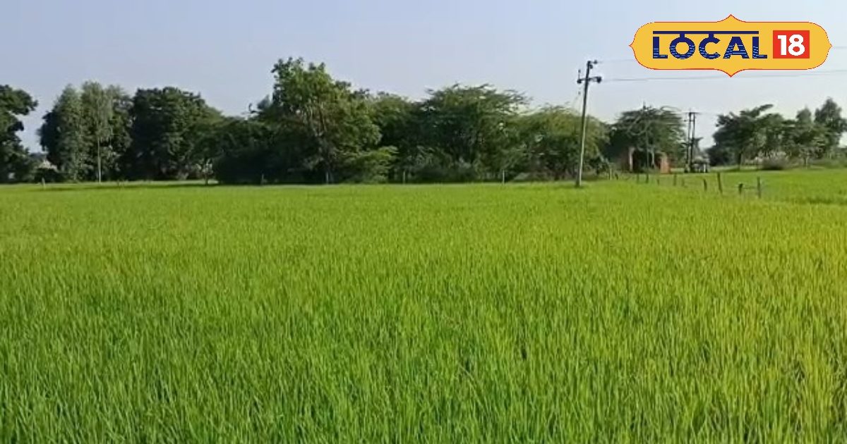 If you also want to get bumper yield in paddy crop, then use these ...