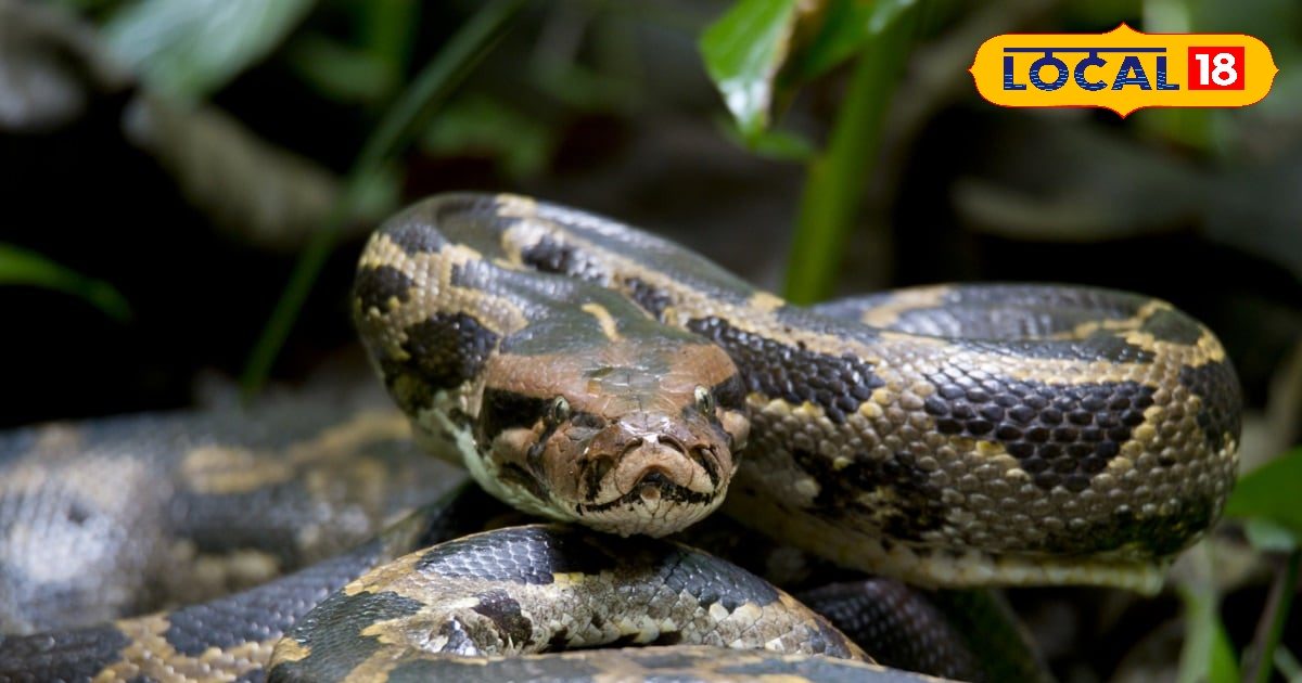 This is India's longest snake that swallows humans and animals! It ...