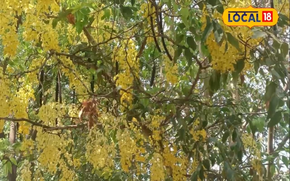 This tree which enhances the beauty of homes with golden flowers is a ...