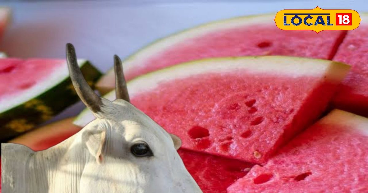 In summers cows are given watermelon for breakfast and mango for lunch ...