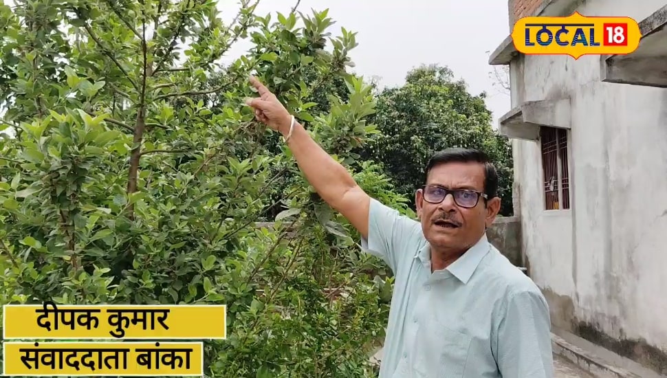 बांका के इस किसान ने पहली बार लगाया सेव का पौधा, फल देखकर अब करेंगे 1 ...