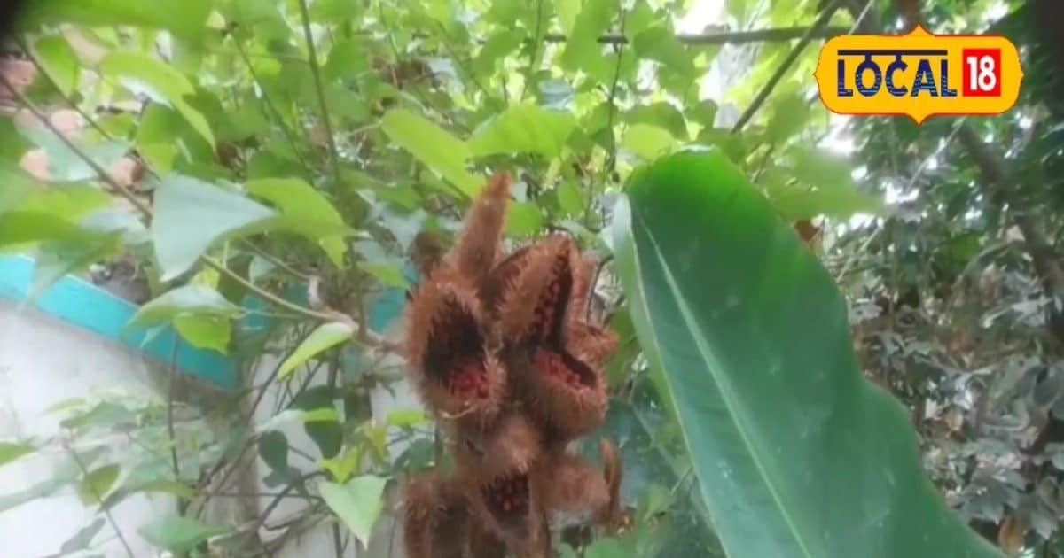 Ayurvedic pharmacist father had planted hundreds of medicinal trees ...