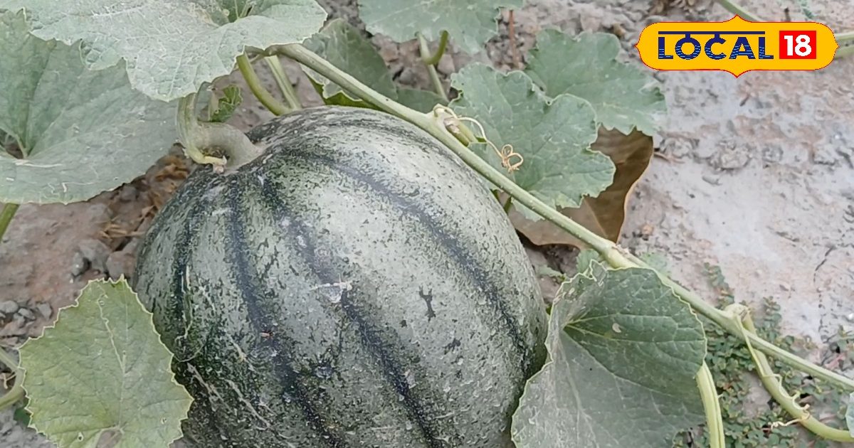 Farmers luck changed due to melon cultivation he earned Rs 3 lakh in ...