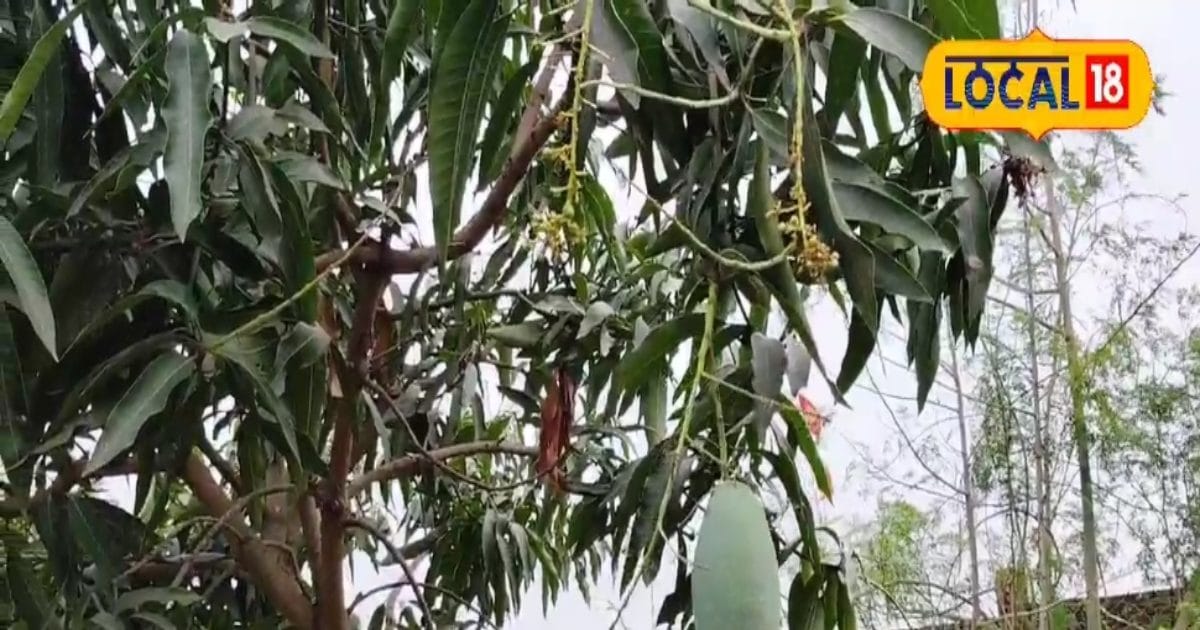 This farmer of Banka has developed a mango tree which gives fruits ...