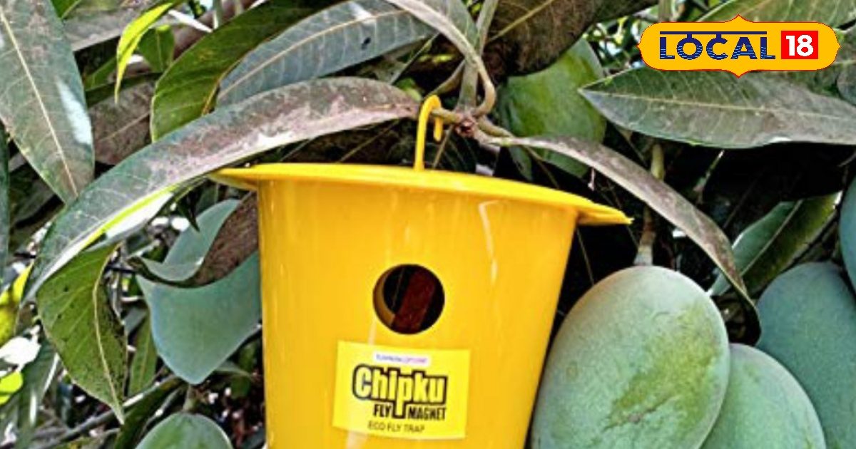 Fruit fly insect can reach mango orchards during rainy season and cause ...