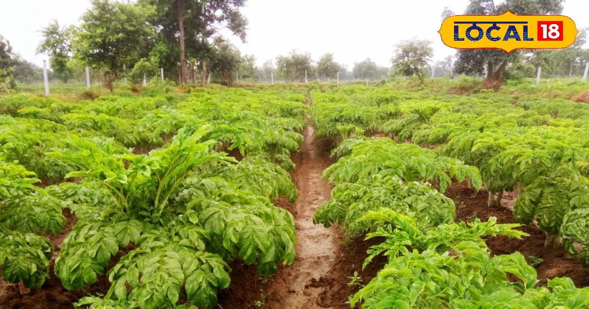 With this new technology of Godda Krishi Vigyan Kendra, three ...