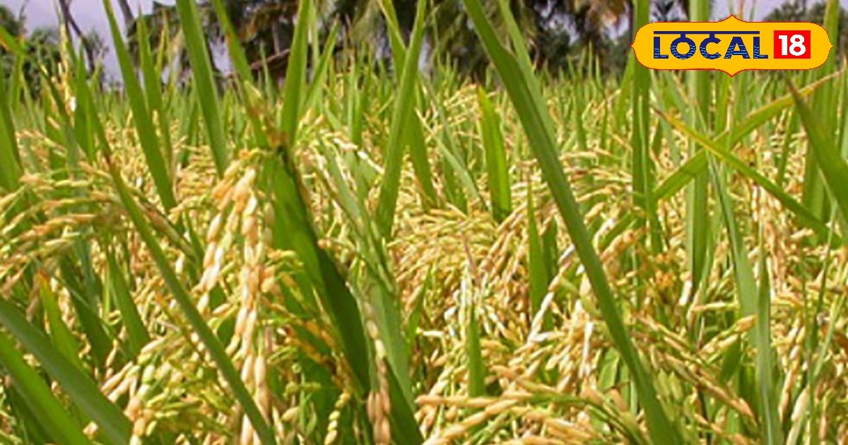 For higher yield in paddy cultivation in Kharif crop, cultivate it with ...