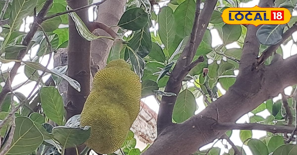 Not only jackfruit vegetable, its leaves are also beneficial, it is ...