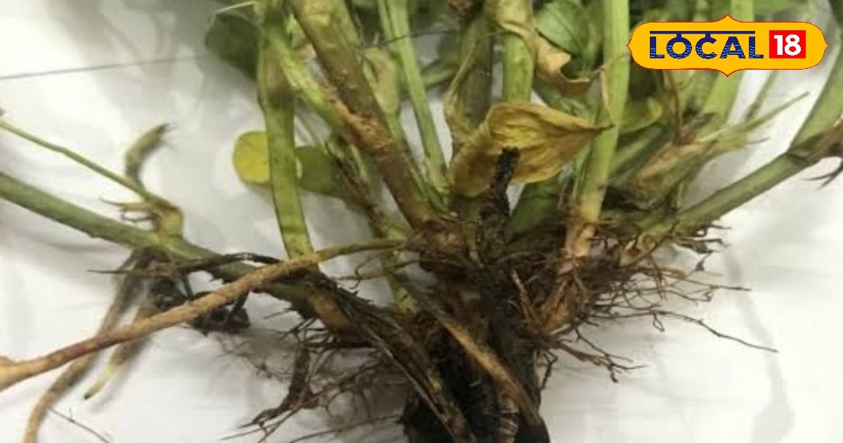 Know the scientist's advice to save such crops from collar rot disease ...
