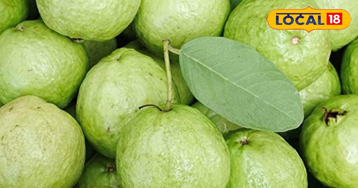 These special varieties of guava will bring you lots of money, plant ...