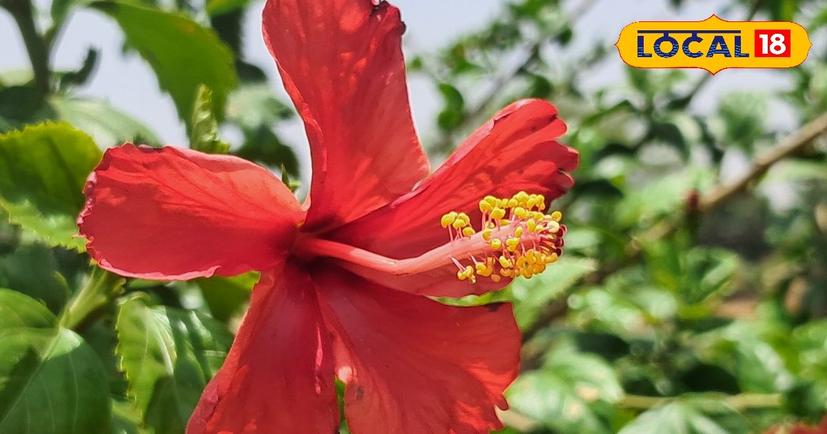 चलता-फिरता दवाई खाना है यह फूल...कई बीमारियों का काल, मोटापा करे छूमंतर ...