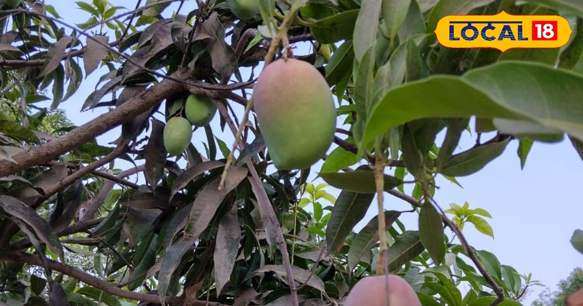 Mango litchi fruit is in summer beneficial its intake gives heart ...