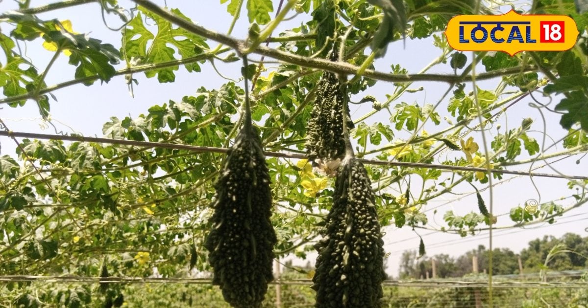 IPM विधि से करें लौकी- करेले की खेती, कम लागत में होगा जबरदस्त मुनाफा ...