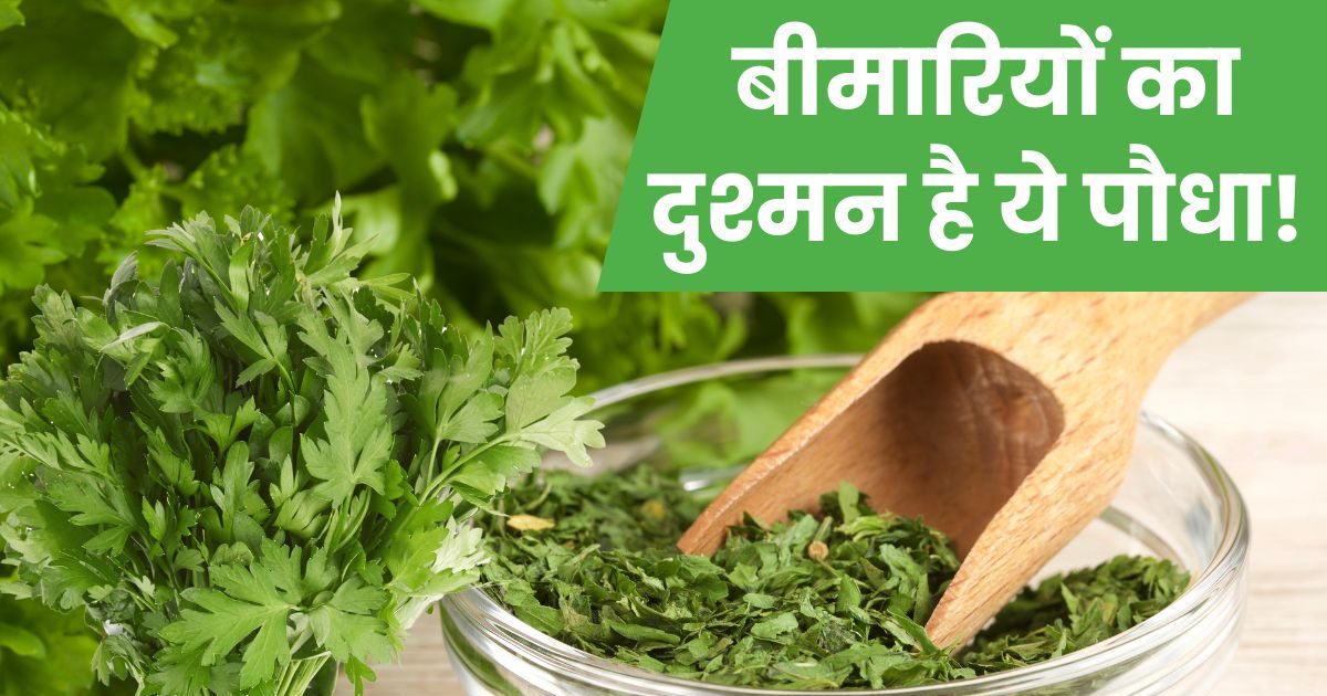 सिर से पांव तक औषधीय गुणों से भरा है धनिया जैसा ये पौधा, कैंसर के जोखिम ...