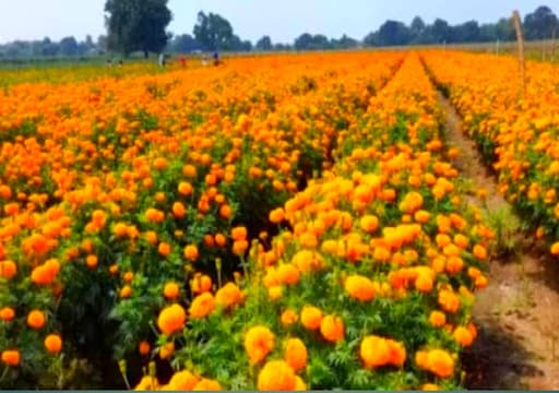 बिहार में बढ़ रहा है गेंदा फूल की खेती का रकबा, उद्यान विभाग दे रहा है ...