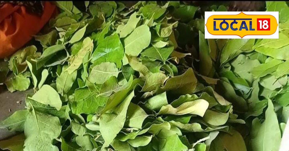 No-need-of-factory-and-job-wild-tree-green-gold-tendu-leaf-sold-in-the ...