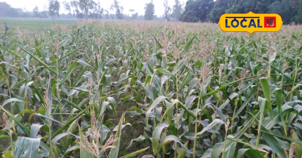 how-to-cultivate-maize-makka-cost-7-thousand-profit-3-lakh-up-farmers ...