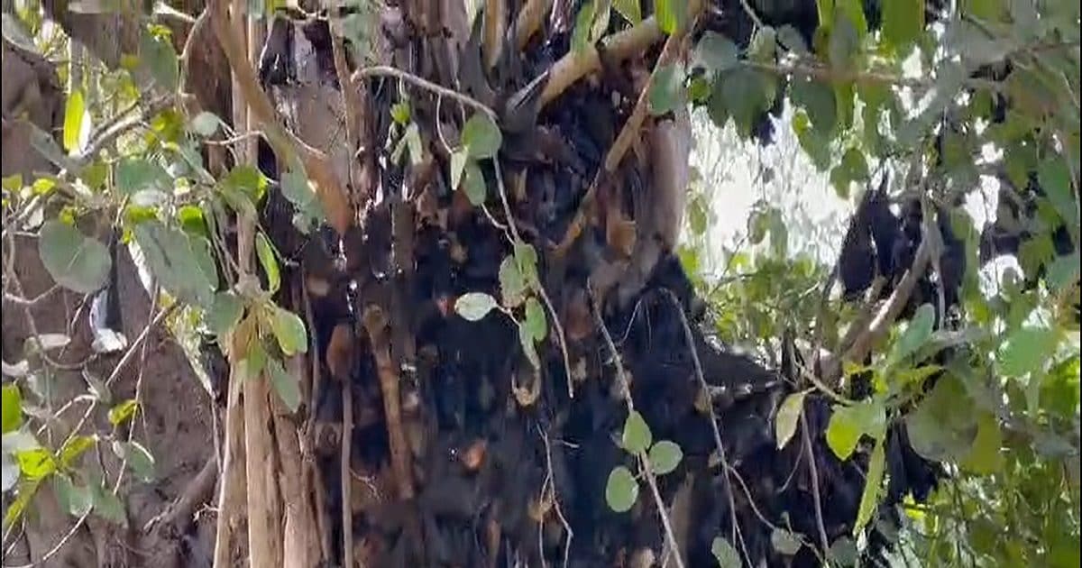 पुराने बरगद के नीचे दिखी ऐसी चीज, चीख कर भाग उठे लोग, पलट कर देखने की ...