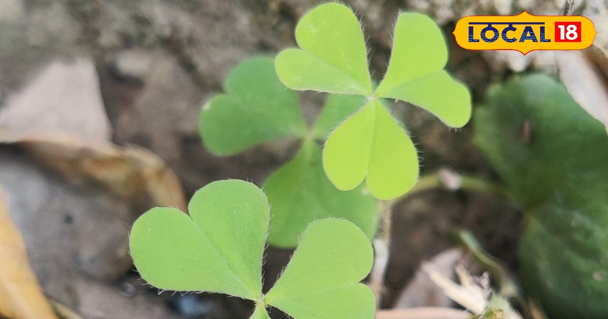 आयुर्वेद में अमृत है ये हरी घास, पाचन तंत्र के लिए रामबाण तो उल्टी ...