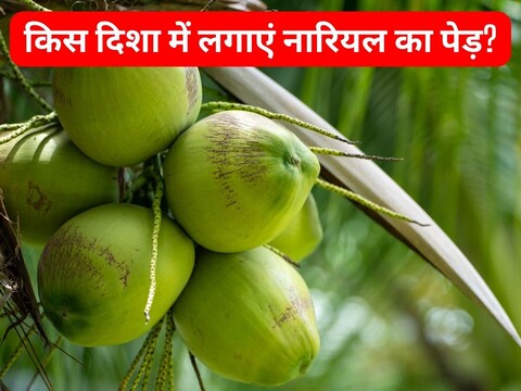 Nariyal Tree At Home: इस दिशा में भूलकर भी न लगाएं नारियल का पेड़, वरना ...