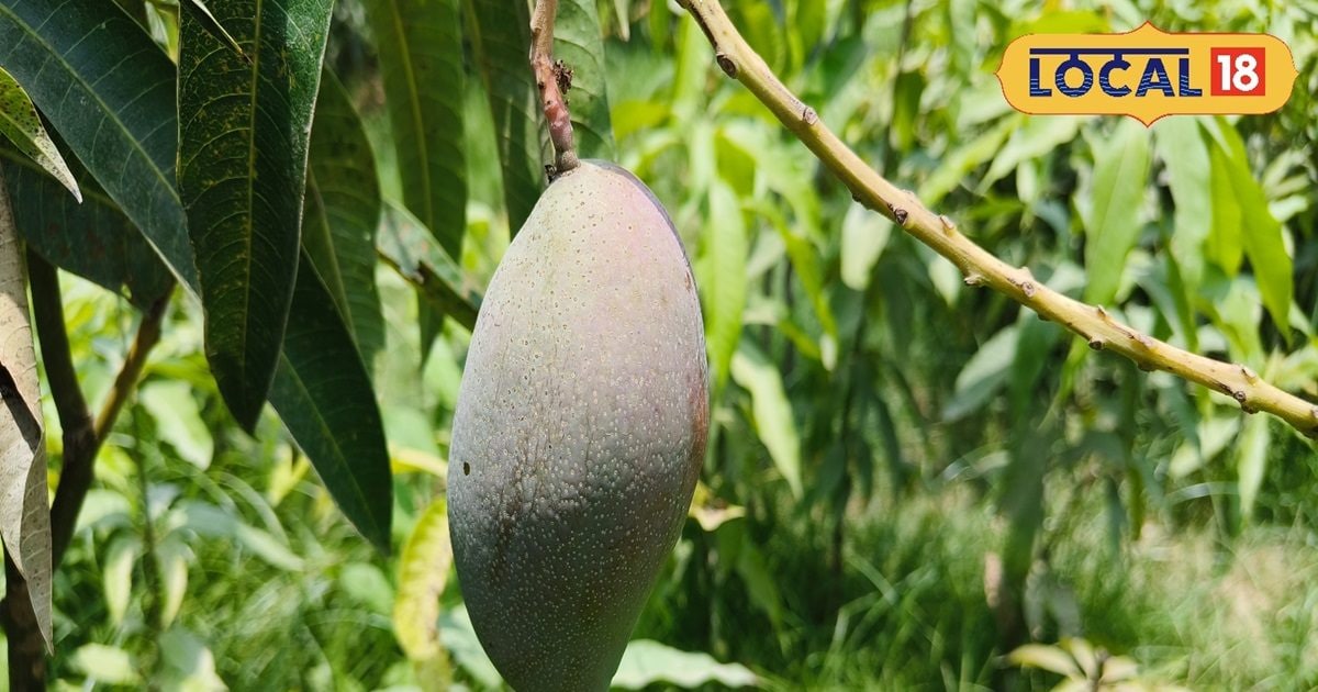 This is the world's most expensive mango, the price of one kg is Rs 2.5 ...