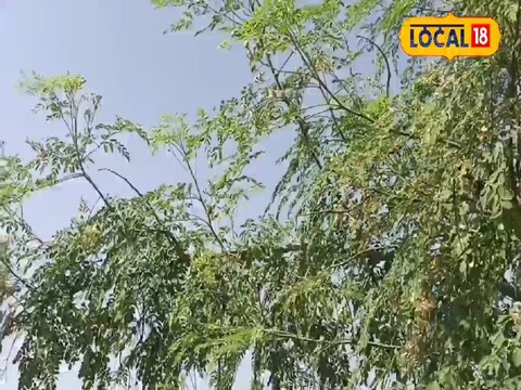 This plant is no less than Sanjeevani herb, it provides relief from ...