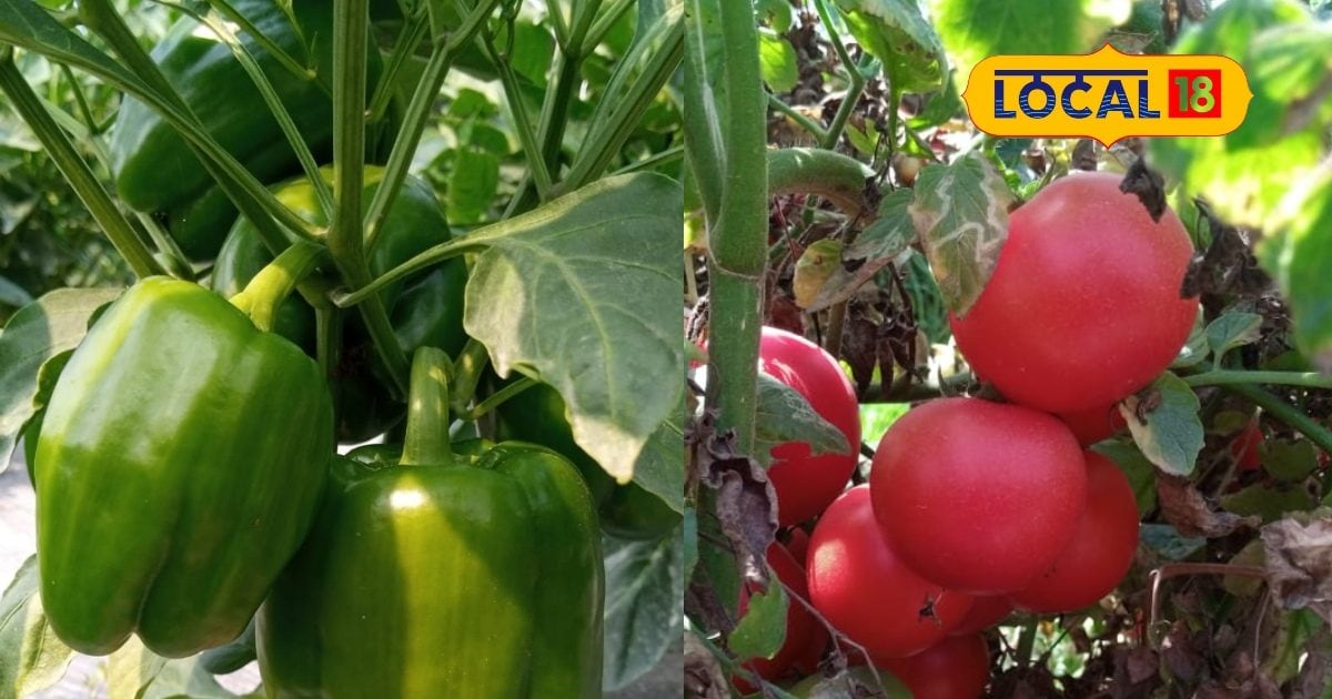 agriculture-news-many-vegetable-crop-in-field-rofit-from-capsicum-and ...