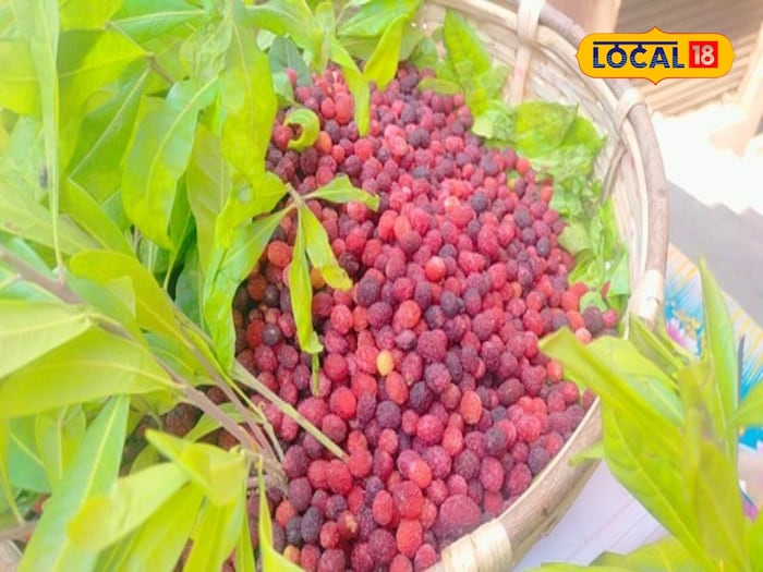 health-benefits-of-eating-kafal-fruit-of-uttarakhand-panacea-for ...