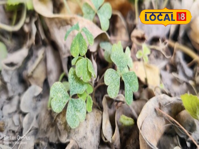 health-benefits-of-changeri-grass-panacea-for-the-digestive-system-and ...