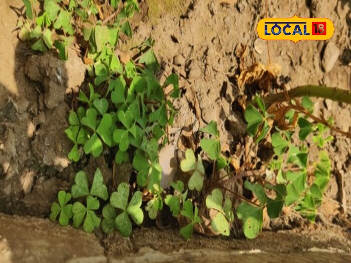 health-benefits-of-changeri-grass-panacea-for-the-digestive-system-and ...