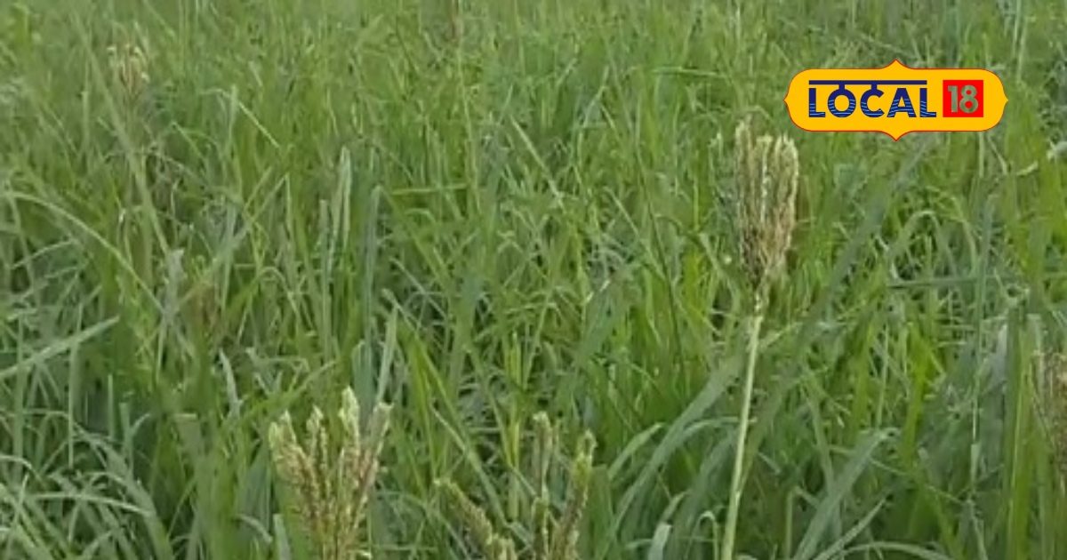 millets-cultivate-is-giving-bumper-grant-know-how-you-can-benefits-of ...