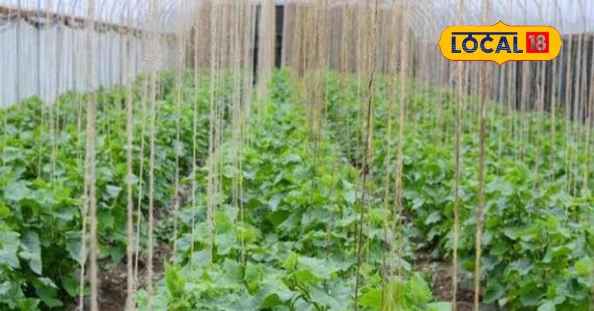 harvesting-wheat-earn-double-profit-by-cultivating-ridge-gourd-dhencha ...