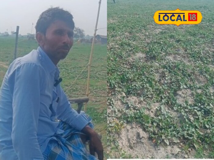 how-to-cultivation-of-parwal-crop-per-day-big-income-son-carried ...