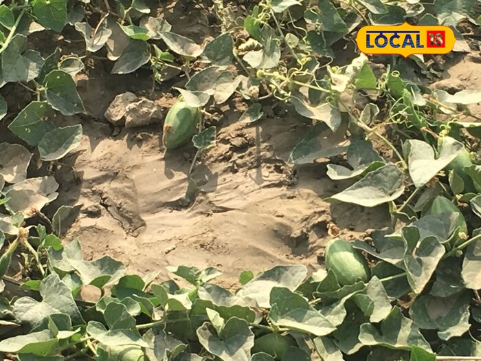 how-to-cultivation-of-parwal-crop-per-day-big-income-son-carried ...