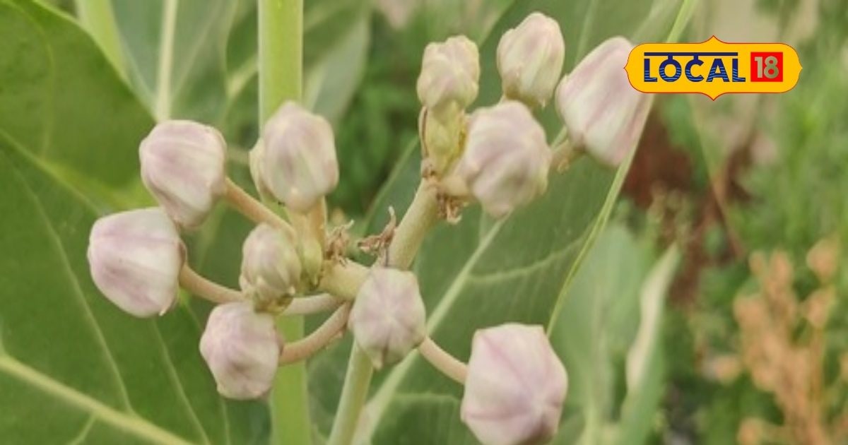 this-tree-is-very-beneficial-for-the-treatment-of-piles-provides ...