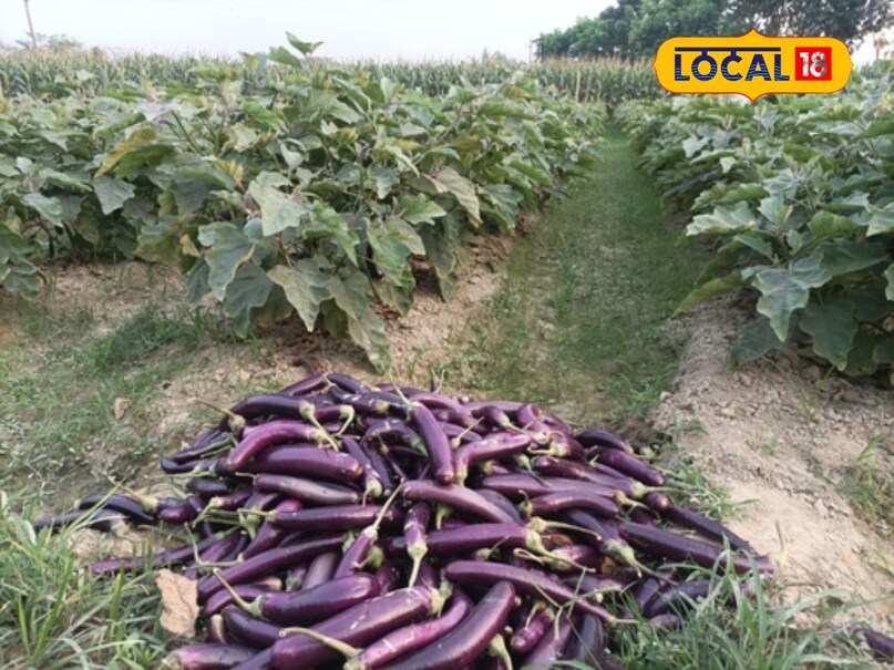 farmer-of-bihar-rich-by-cultivating-of-brinjal-crop-seeds-planting-this ...