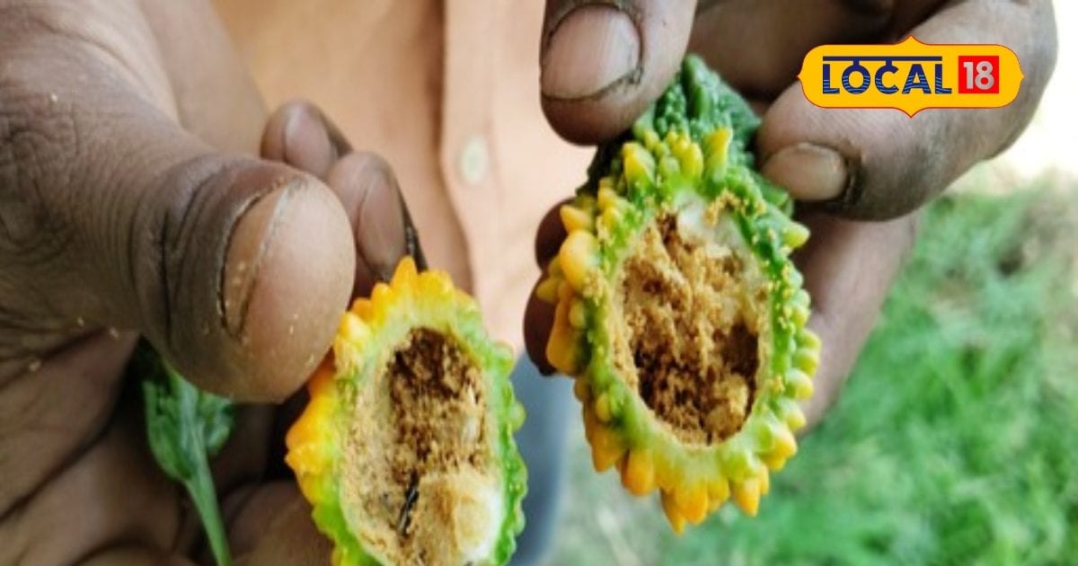 how-to-cultivatiing-of-bitter-gourd-farming-benefits-ridd-of-insect ...