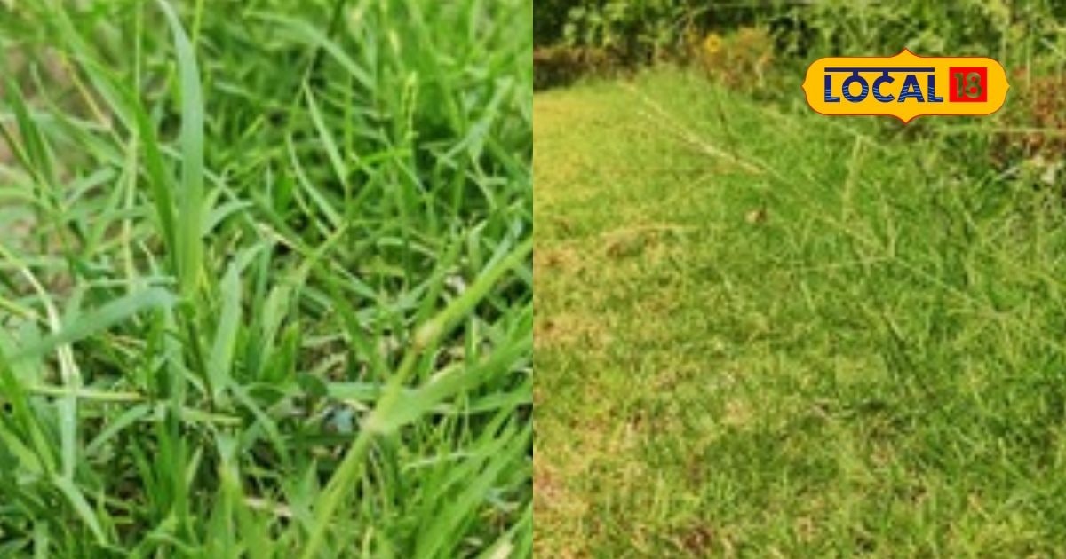 benefits-of-durva-grass-for-health-panacea-for-sugar-patients-effective ...