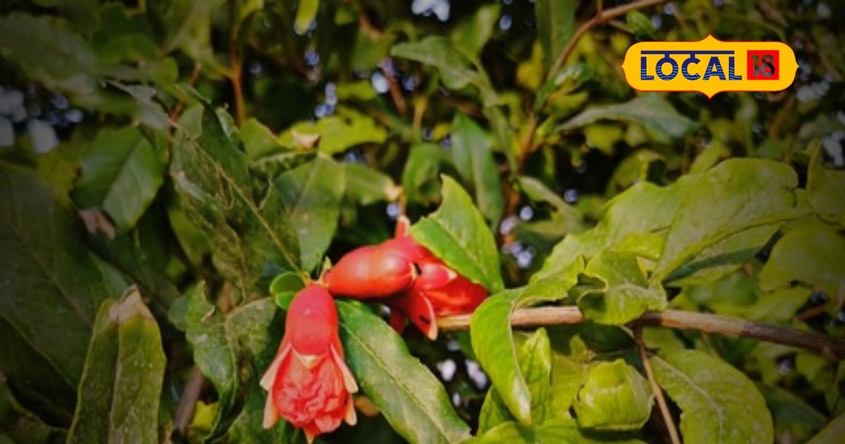 benefits-of-pomegranate-tree-mine-of-medicines-panacea-for-diarrhoea ...