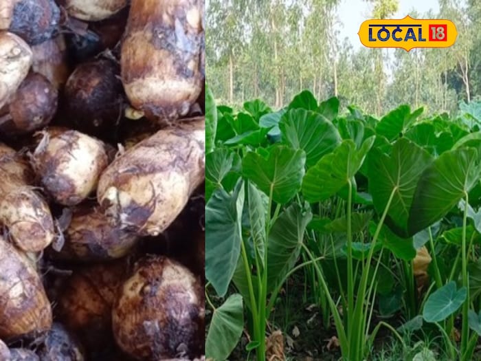 how-to-cultivation-of-taro-farming-for-profit-huge-demand-from-root-to ...