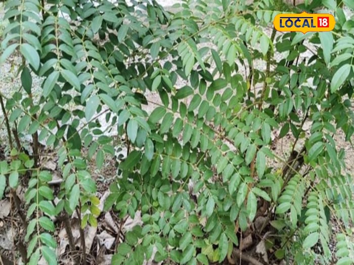 benefits-of-medicinal-plant-latakaranj-for-health-treatment-in-ayurveda ...