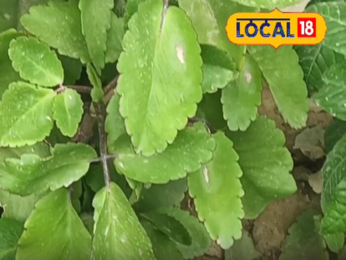 health-benefits-of-kurthee-leaves-of-tree-panacea-for-treatment-of ...