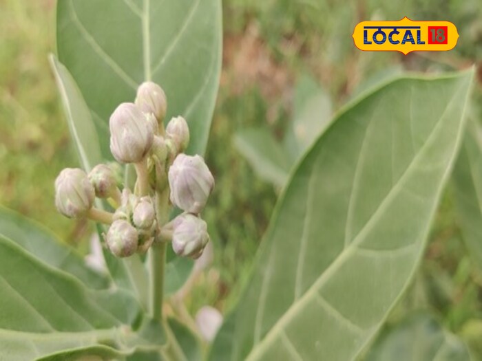 this-tree-is-very-beneficial-for-the-treatment-of-piles-provides ...
