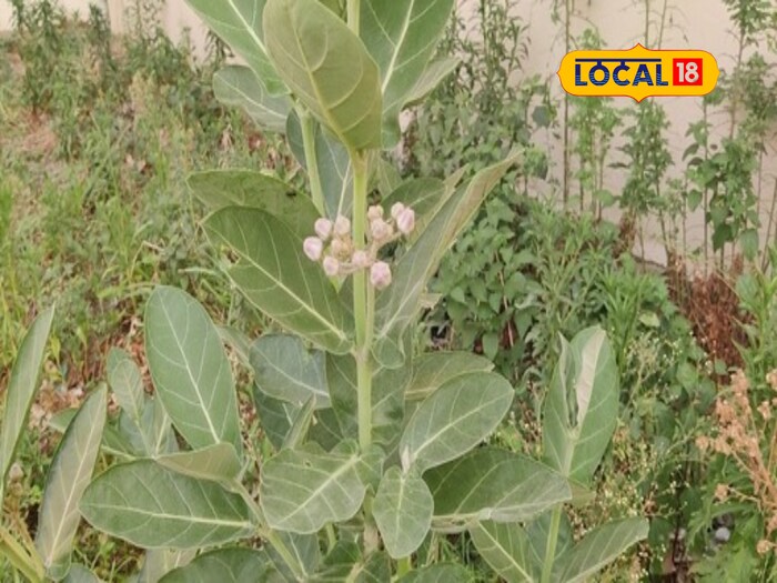 this-tree-is-very-beneficial-for-the-treatment-of-piles-provides ...