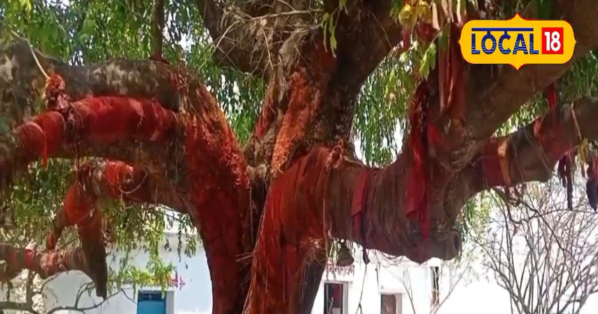 Worshiping this 500 year old tree in Chitrakoot leads to the birth of a ...