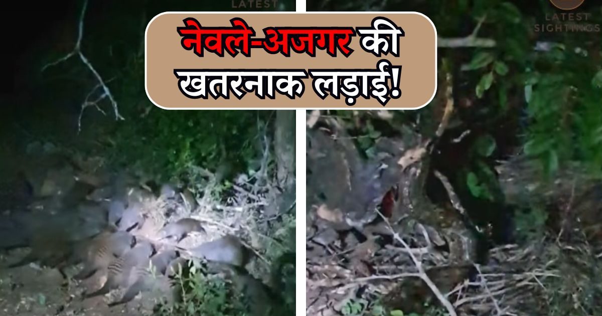 20 नेवलों से घिर गया अजगर बचने की करने लगा कोशिश पर झुंड ने जो हाल किया वो देख रूह कांप जाएगी