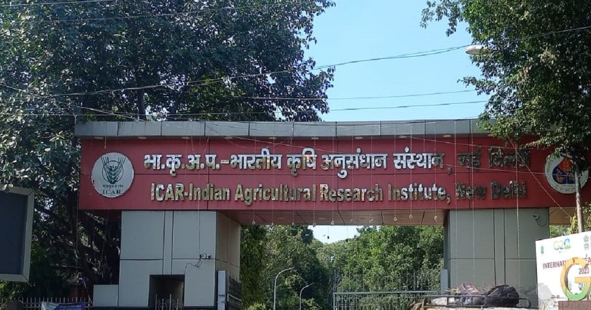 पूसा ने गेंहू की नई किस्‍म खोजी, बंपर होगी पैदावार, पहली बार किसानों को ...