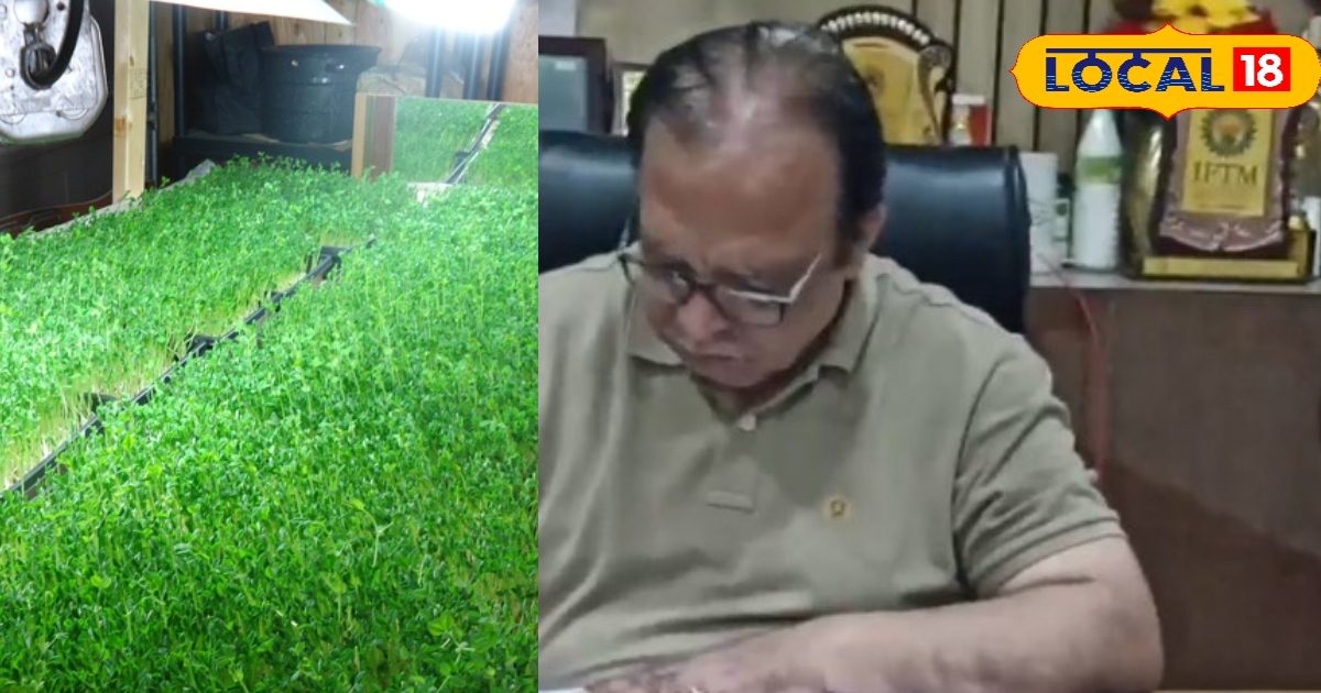 घर की छत पर उगाए फसल, मिट्टी की भी नहीं पड़ेगी जरूरत; जानिए कैसे ...